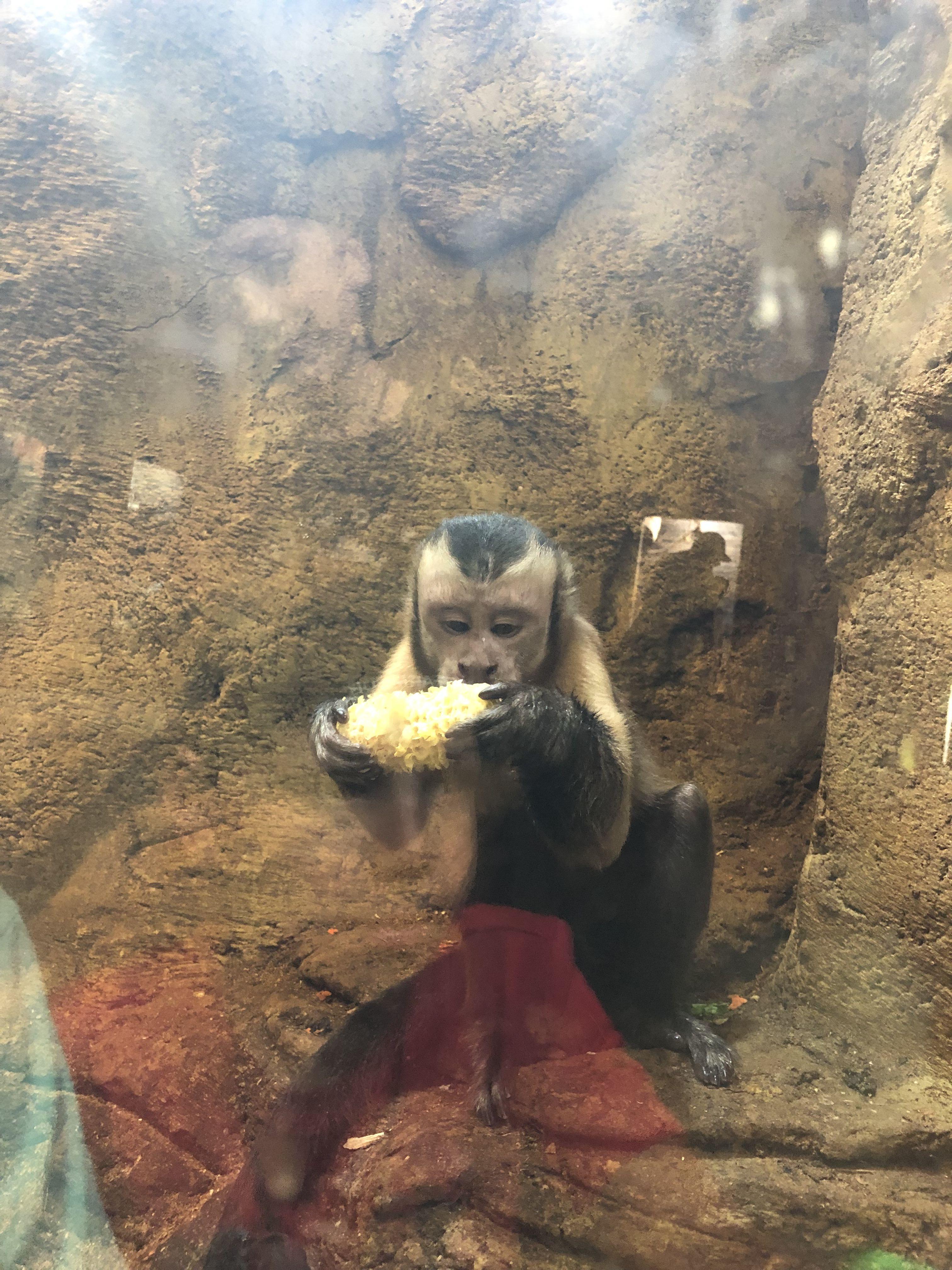 Buy 1 Get 1 Free RainForest Adventures Discovery Zoo