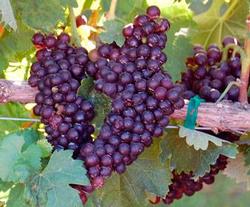 Poteet Country Winery near San Antonio, TX