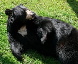 Cherokee Bear Zoo in Cherokee, NC